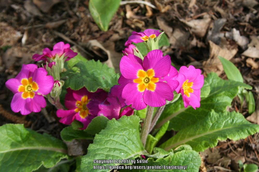 Photo of the entire plant of Primrose (Primula Crescendo® Pink & Rose ...