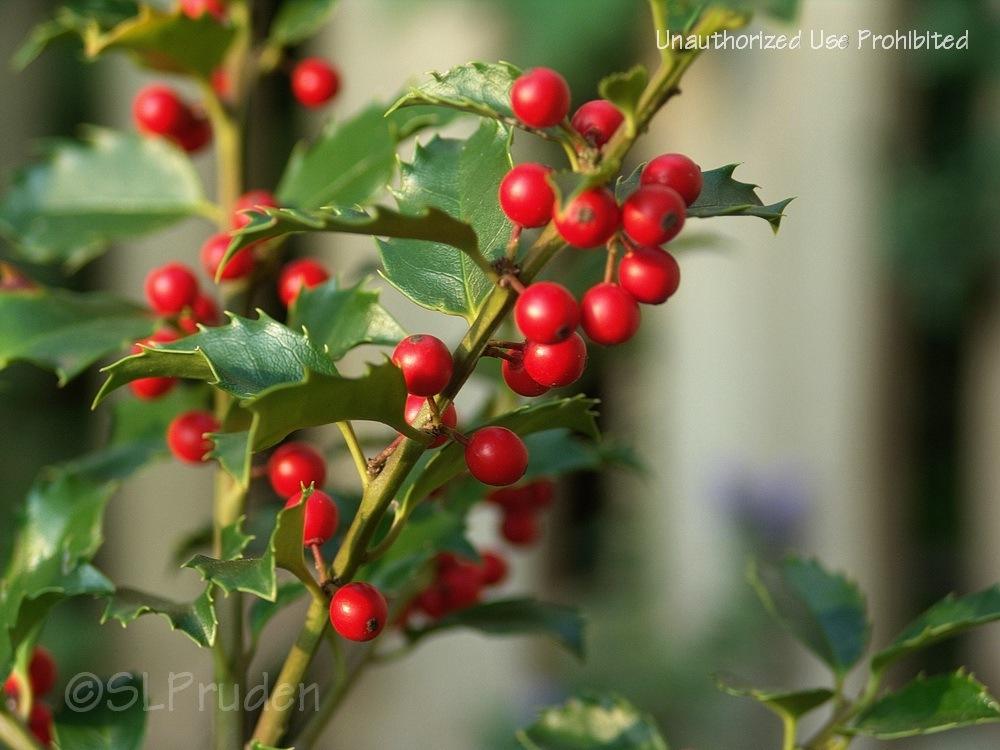 Ilex: Plant Care and Collection of Varieties - Garden.org