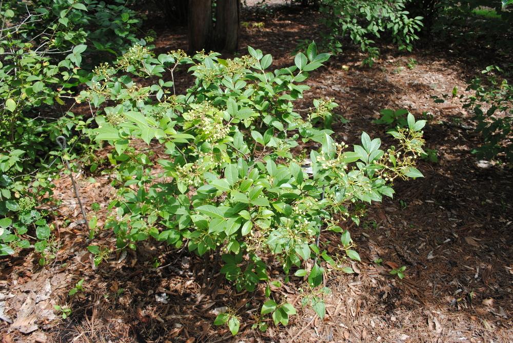 Photo of the entire plant of Witherod Viburnum (Viburnum nudum var ...