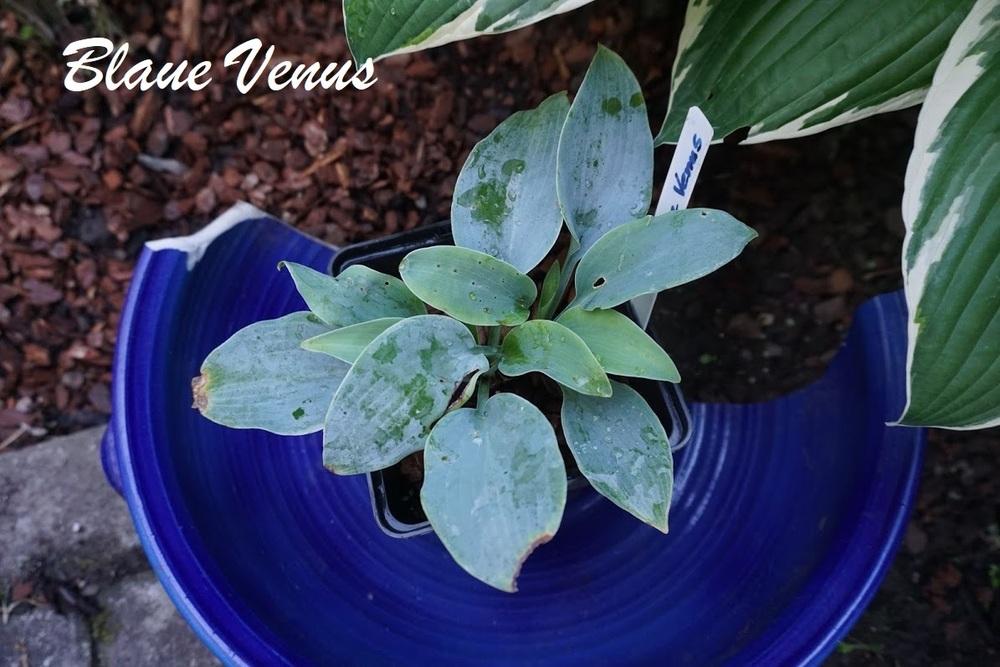 Hosta 'Blaue Venus' in the Hostas Database - Garden.org