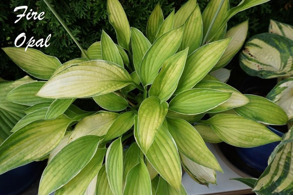 Hosta 'Fire Opal' in the Hostas Database - Garden.org