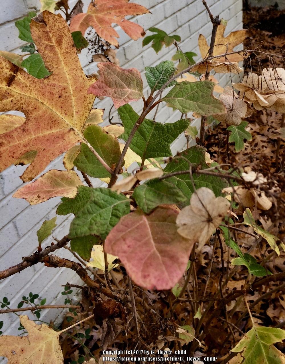 Photo of the winter interest of Oakleaf Hydrangea (Hydrangea ...