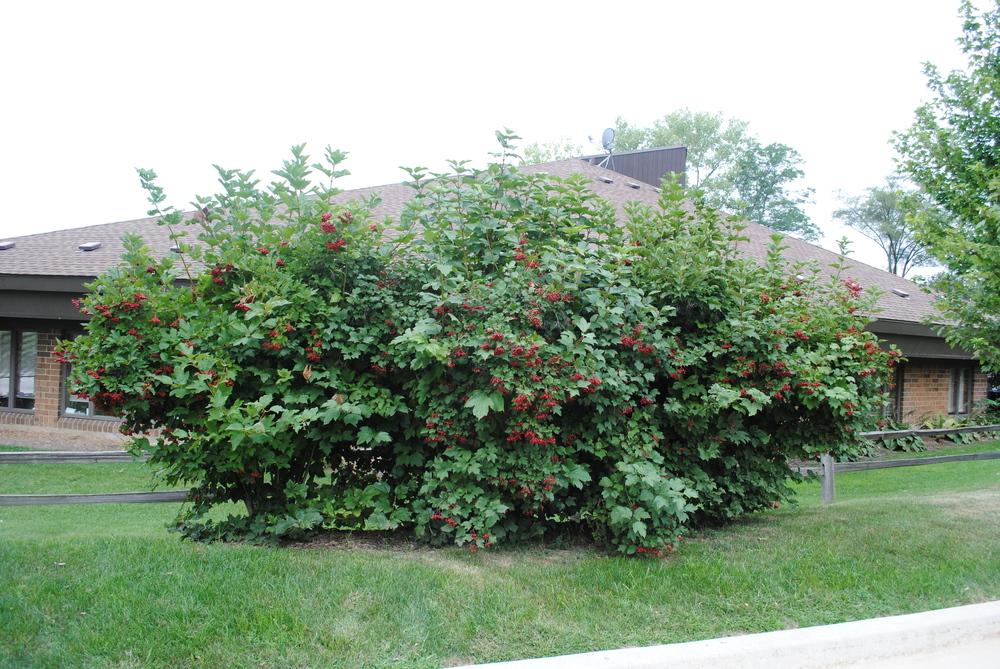 American Cranberry Tree