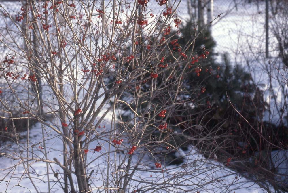 Highbush Cranberry In Winter