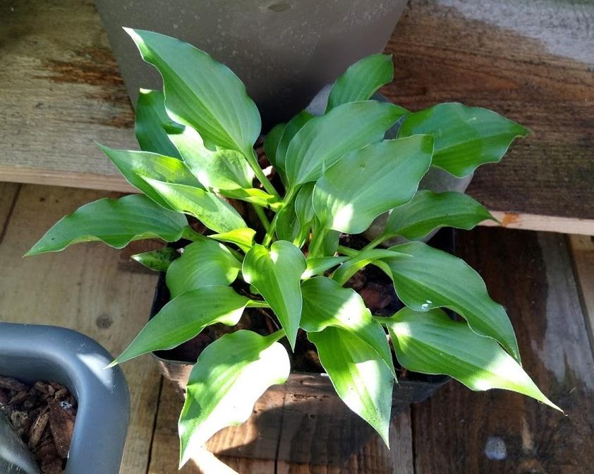 Hosta 'Harry Van Trier' in the Hostas Database - Garden.org