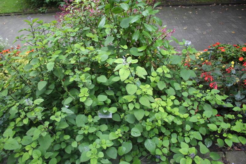 Zulu Spurflower (Plectranthus zuluensis) - Garden.org