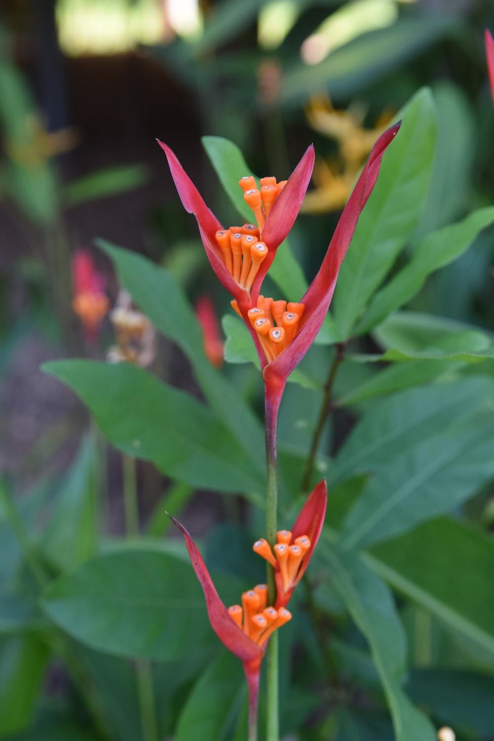 Heliconia - Garden.org
