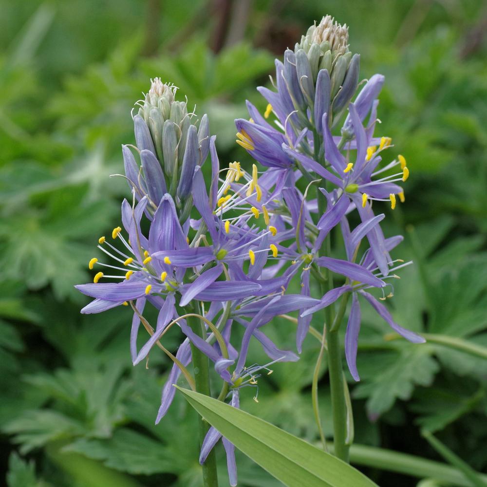 Indian Lily (Camassia cusickii 'Zwanenburg') - Garden.org