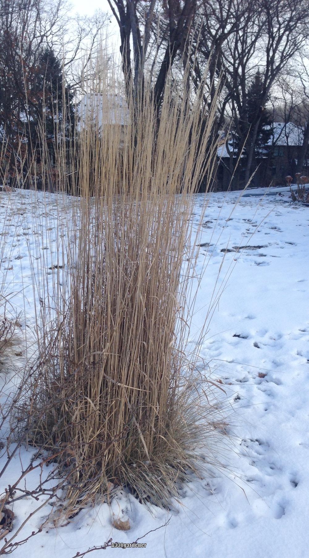 Photo of the winter interest of Feather Reed Grass (Calamagrostis x ...