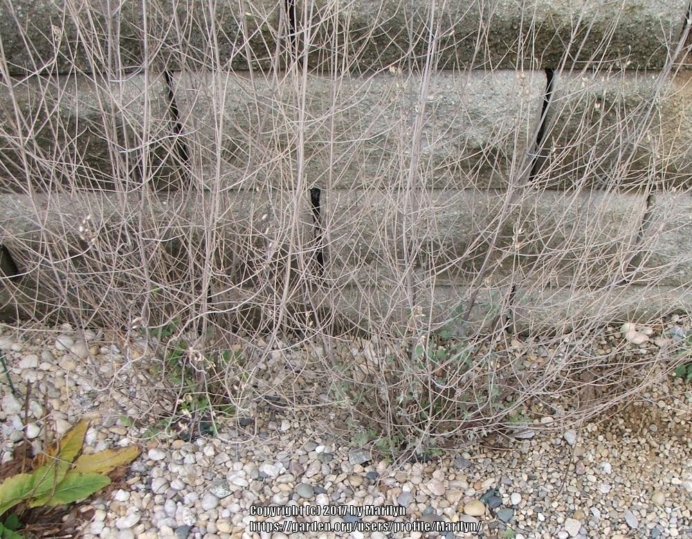 Photo of the emerging growth of Threadleaf Giant Hyssop (Agastache ...