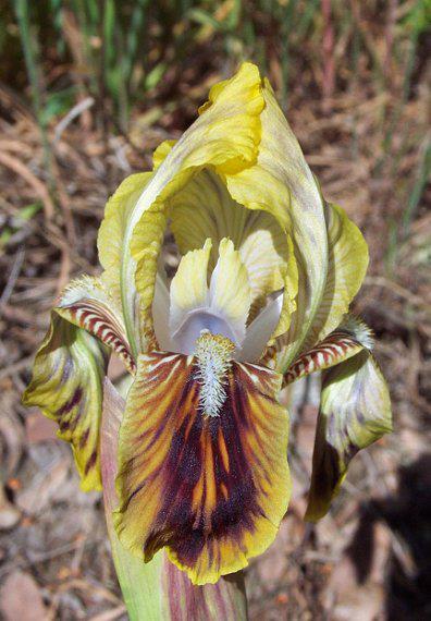 Aril Iris (Iris 'Turkish Topaz') in the Irises Database - Garden.org