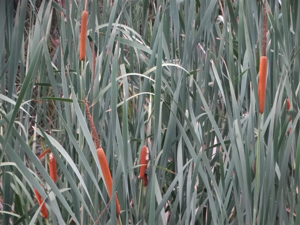 Bulrush (Typha orientalis) - Garden.org