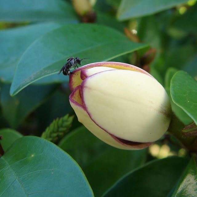 Photo of the bloom of Coconut Magnolia (Magnolia coco) posted by ...