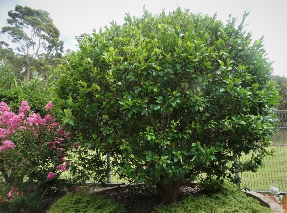 Photo of the entire plant of Coconut Magnolia (Magnolia coco) posted by ...