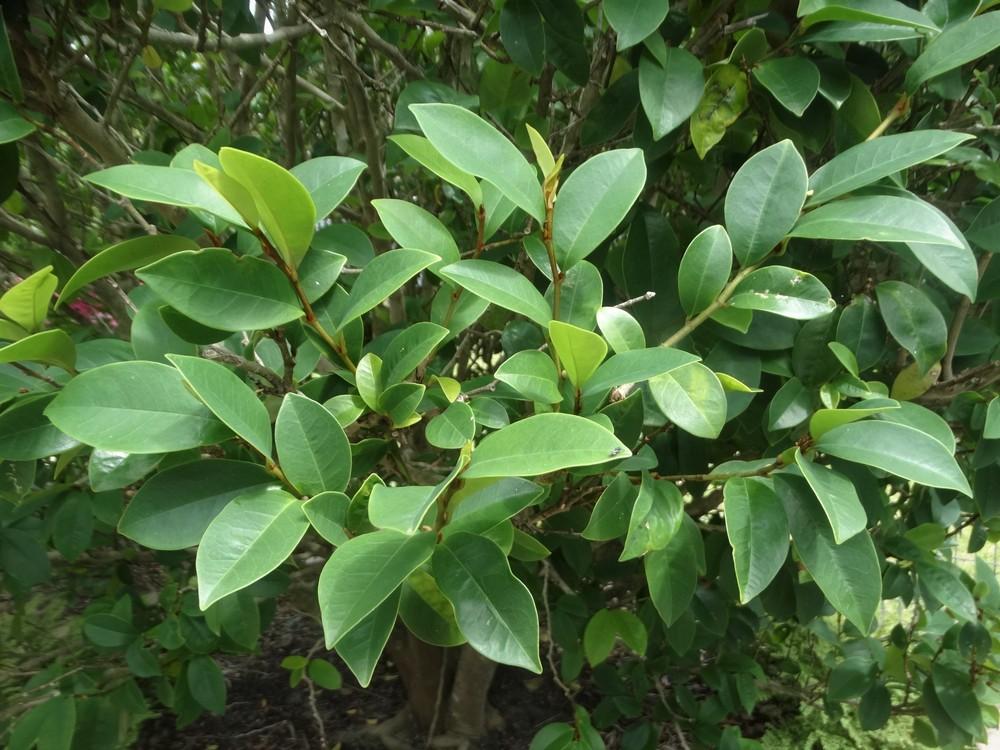 Photo of the leaves of Coconut Magnolia (Magnolia coco) posted by ...