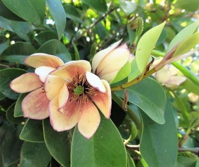 Photo of the bloom of Coconut Magnolia (Magnolia coco) posted by ...