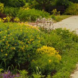 St. John's Wort (Hypericum kalmianum Blue Velvet™) - Garden.org
