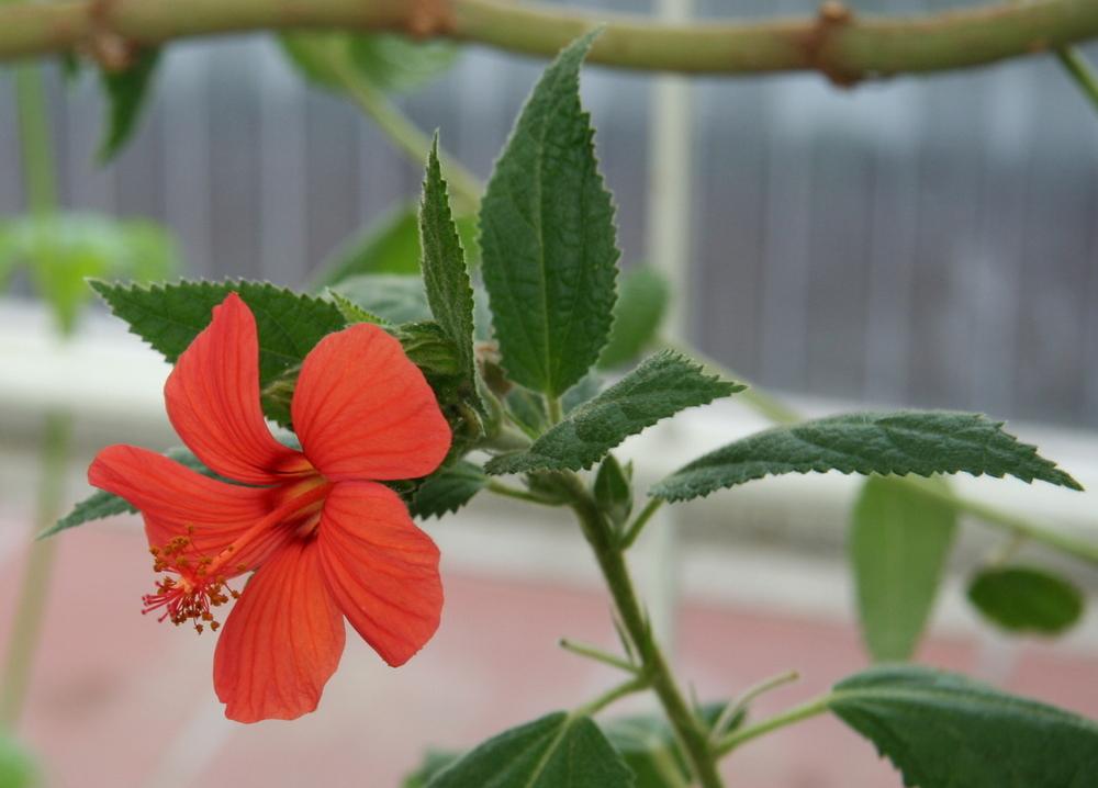 Shell Flower (Pavonia schrankii) in the Shell Flowers (Pavonia ...
