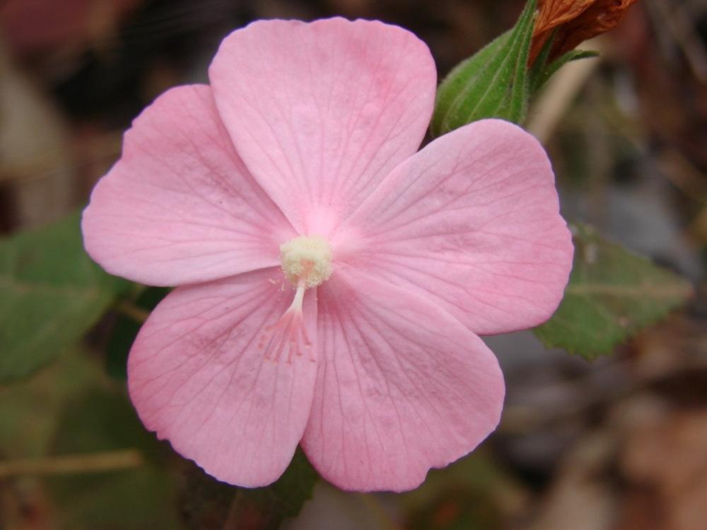 Shell Flower (Pavonia rosa-campestris) in the Shell Flowers (Pavonia ...