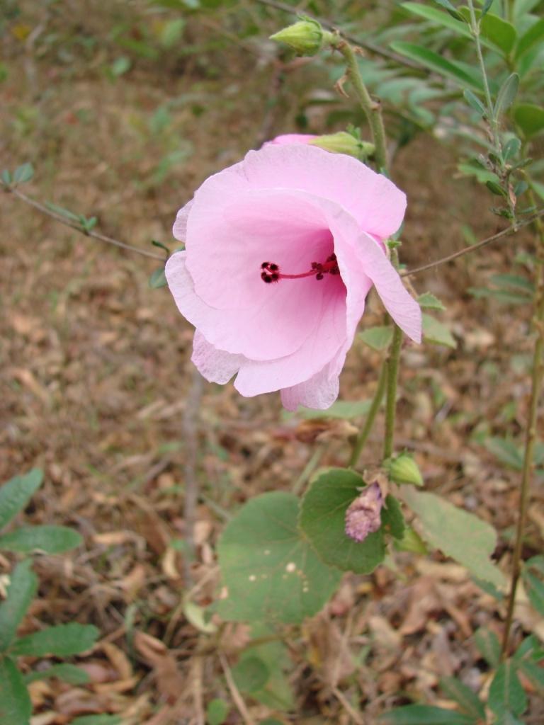 Shell Flower (Pavonia grandiflora) in the Shell Flowers (Pavonia ...
