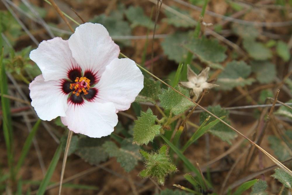 Shell Flower (Pavonia glechomoides) in the Shell Flowers (Pavonia ...