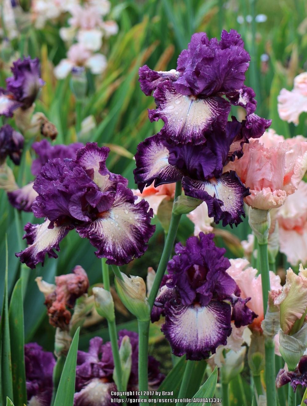 Photo of the bloom of Tall Bearded Iris (Iris 'Blushing Grapes') posted ...