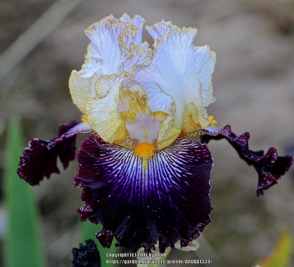 Tall Bearded Iris (Iris 'Let's Play Dress Up') in the Irises Database ...