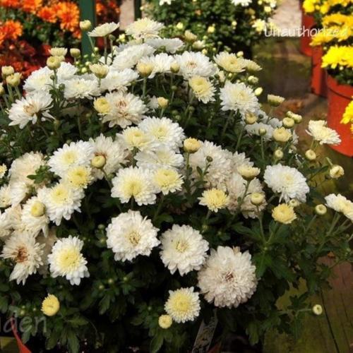 Garden Mum (Chrysanthemum Frosty Cheryl) - Garden.org