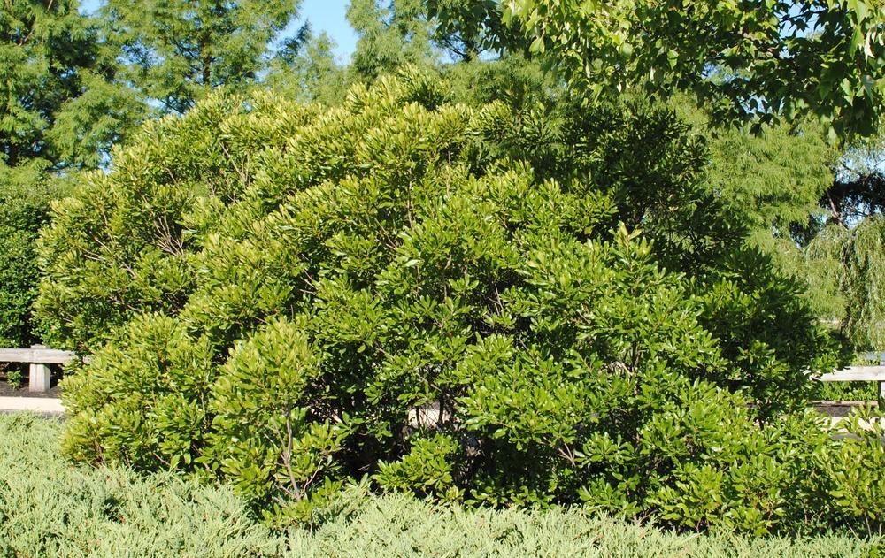 Photo of the entire plant of Northern Bayberry (Morella pensylvanica ...