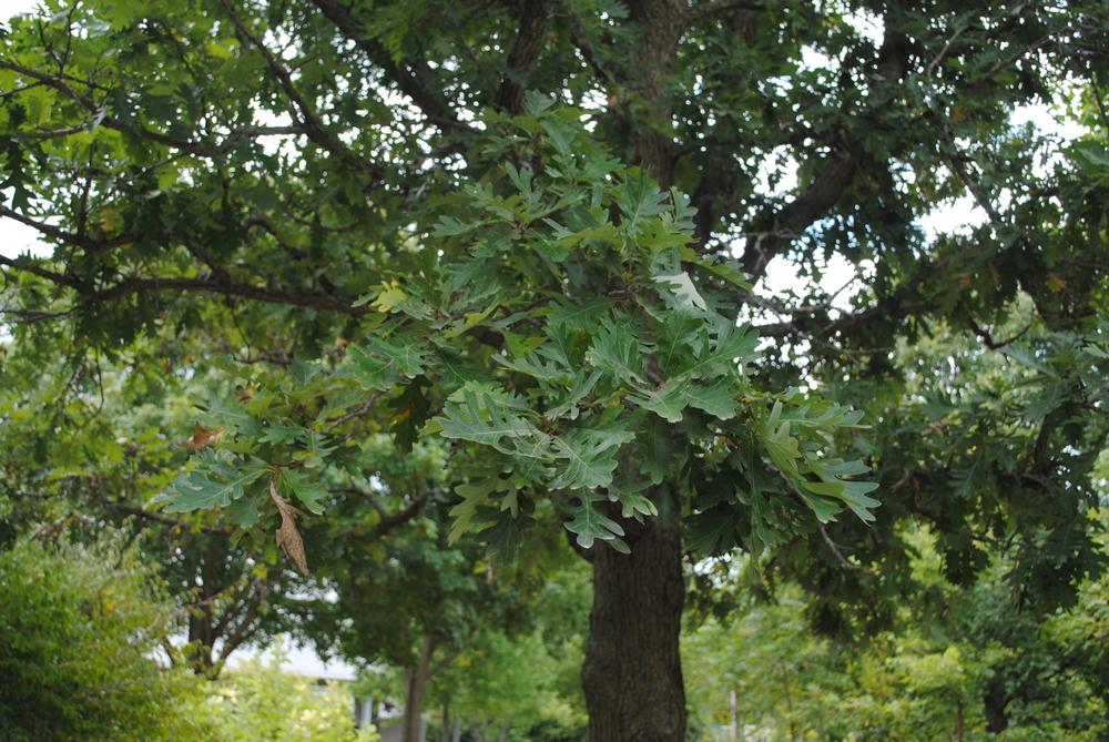Photo of the leaves of Bebb's Oak (Quercus x bebbiana) posted by ILPARW ...
