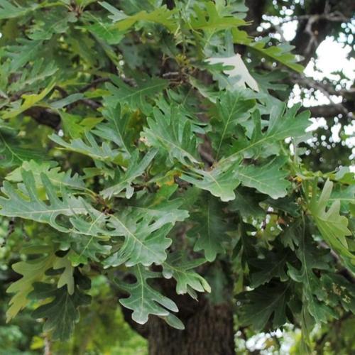 Bebb's Oak (Quercus x bebbiana) - Garden.org