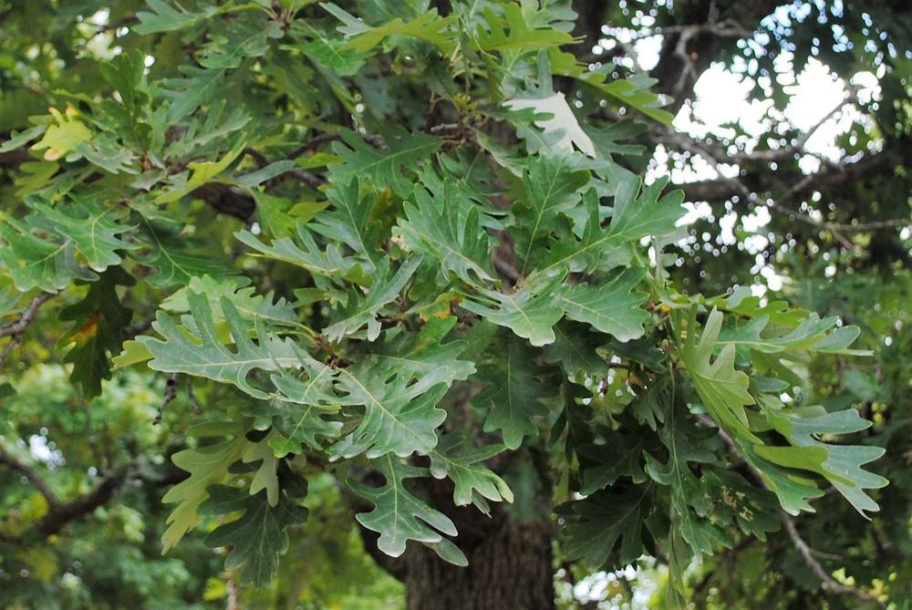 Photo of the leaves of Bebb's Oak (Quercus x bebbiana) posted by ILPARW ...