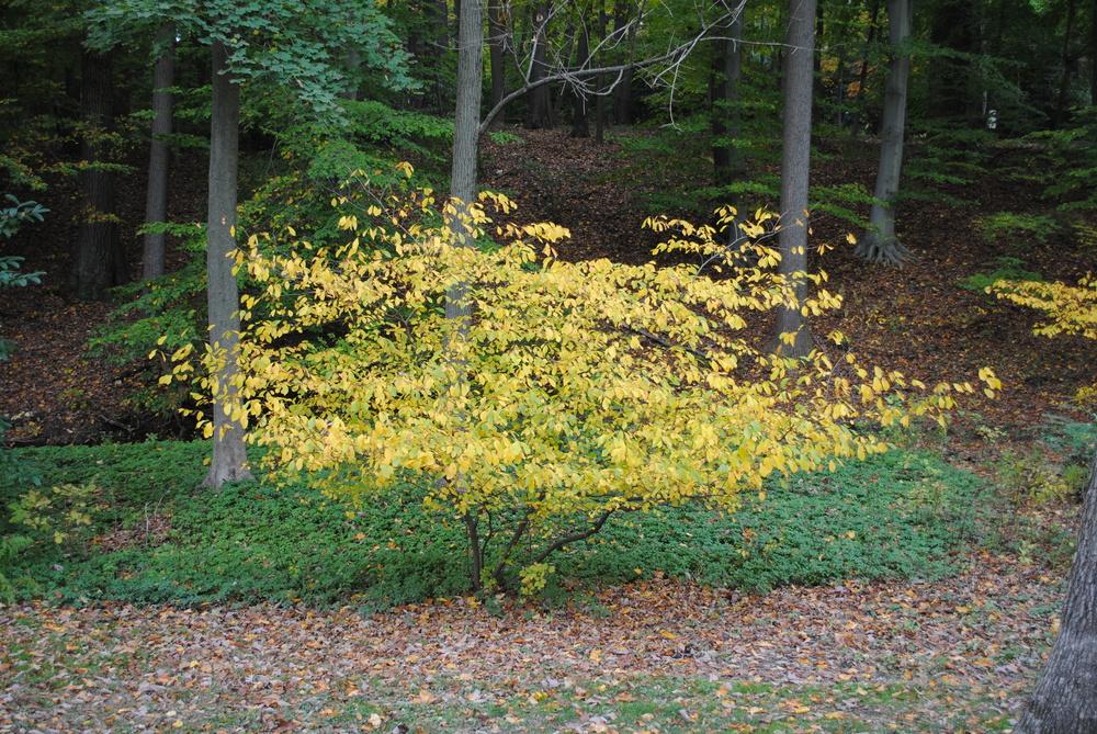 Photo of the entire plant of Spicebush (Lindera benzoin) posted by ...