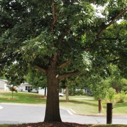 Bebb's Oak (Quercus x bebbiana) - Garden.org