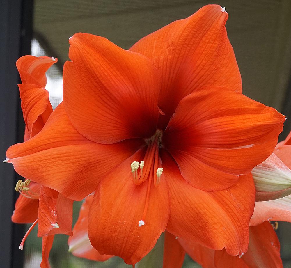 Amaryllis (Hippeastrum 'Horizon') in the Amaryllis Database - Garden.org