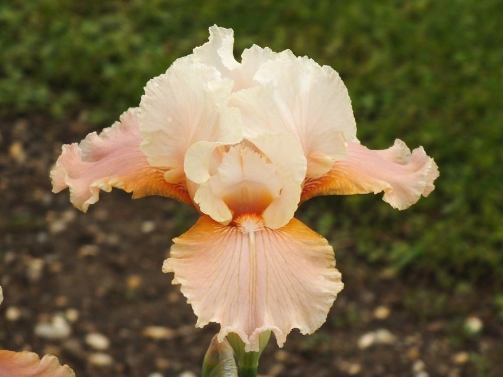 Tall Bearded Iris (Iris 'Infinite Grace') in the Irises Database ...