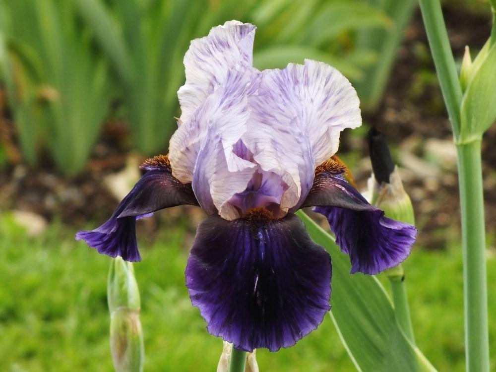 Tall Bearded Iris (Iris 'Dusky Evening') in the Irises Database ...
