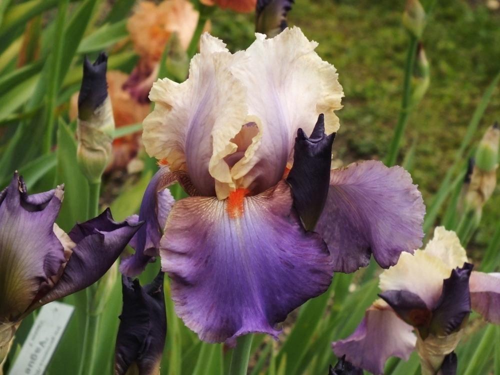 Tall Bearded Iris (Iris 'Vague a l'Ame') in the Irises Database ...