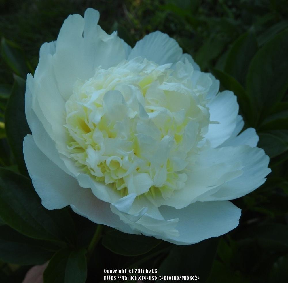 Peony Identification in the Peonies forum - Garden.org