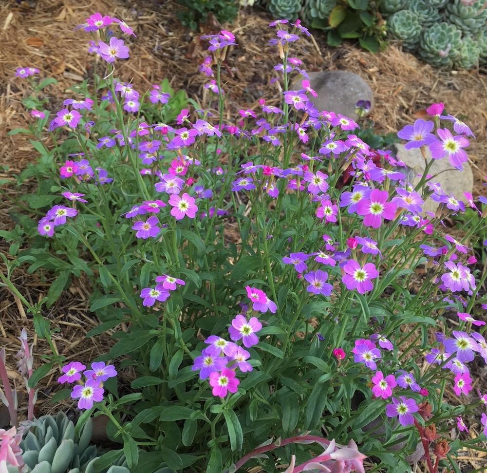 Photo of the entire plant of Virginia Stock (Malcolmia maritima) posted ...