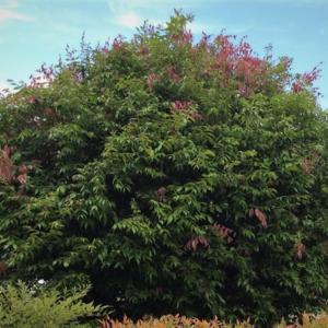 Lilly Pilly (Syzygium 'Cascade') - Garden.org