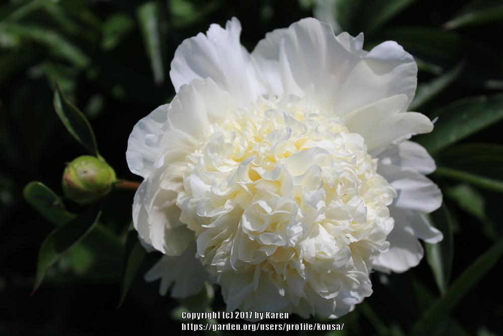 Peony Identification in the Peonies forum - Garden.org