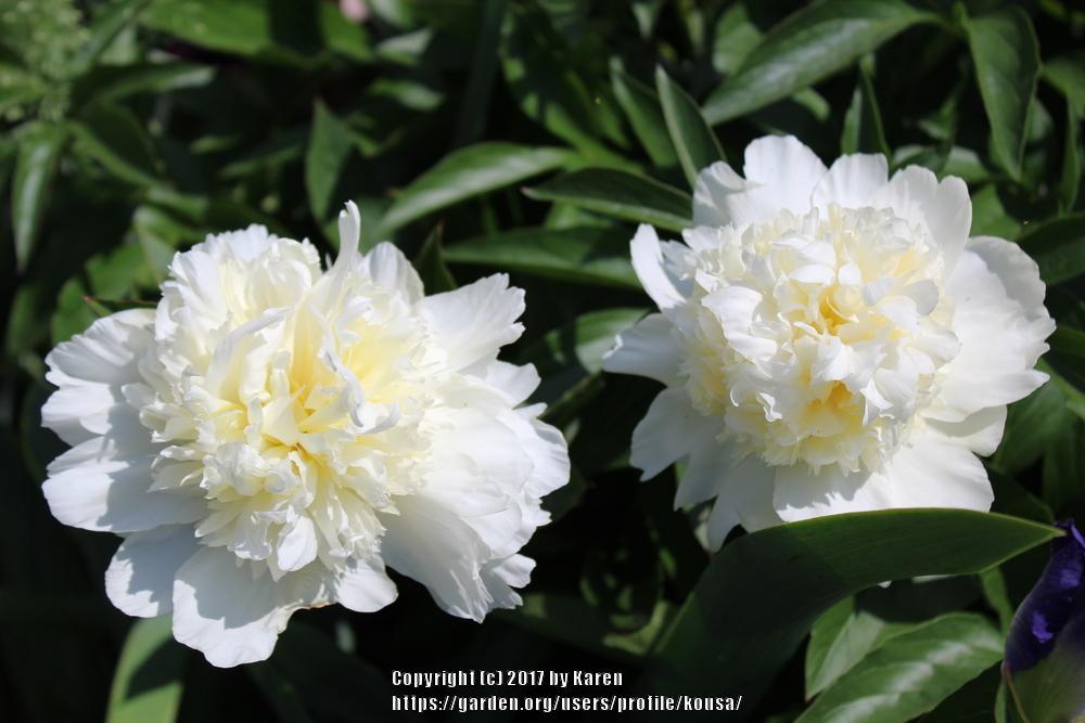 Peony Identification in the Peonies forum - Garden.org