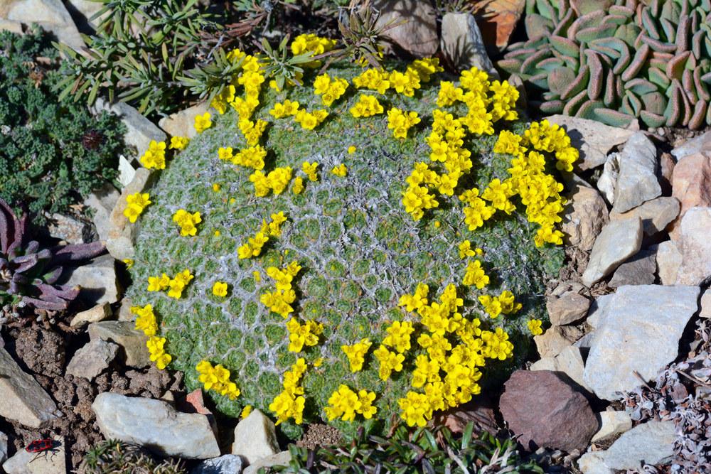 Draba polytricha - Garden.org