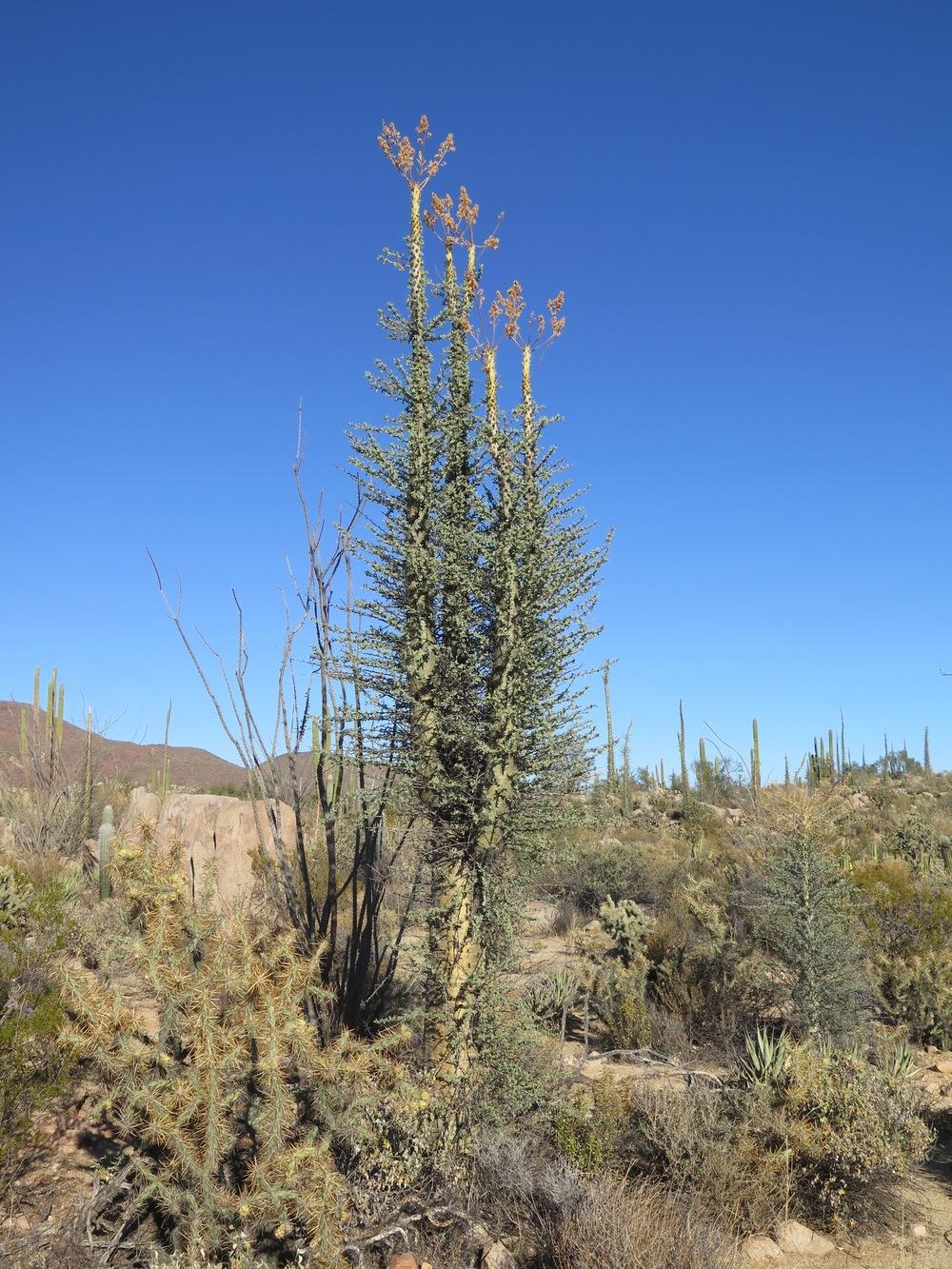 Photo of the habitat view of Boojum Tree (Fouquieria columnaris) posted ...