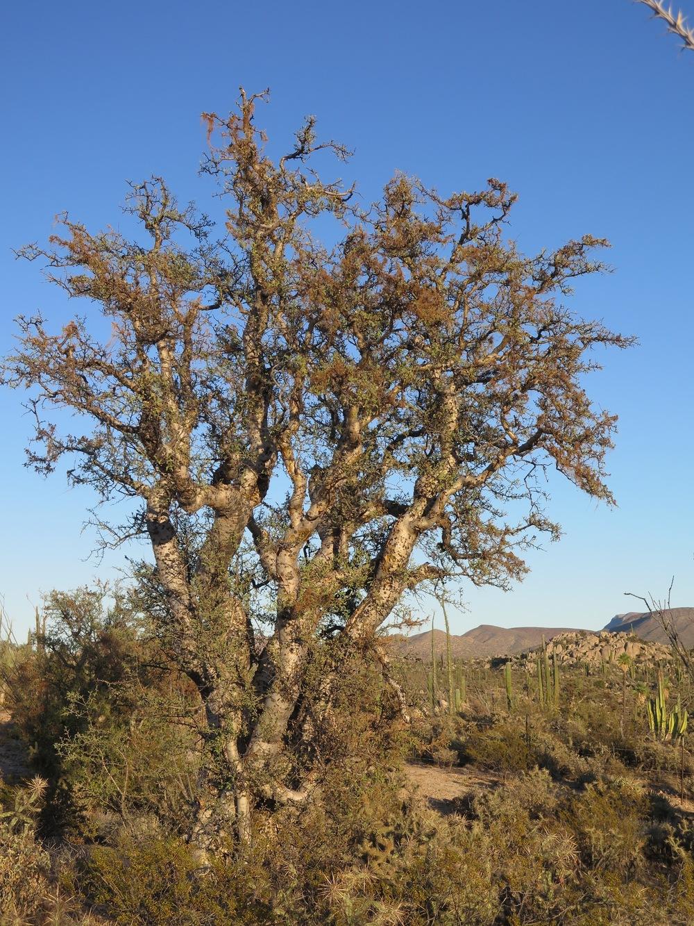 Photo of the habitat view of Baja Elephant Bush (Pachycormus discolor ...