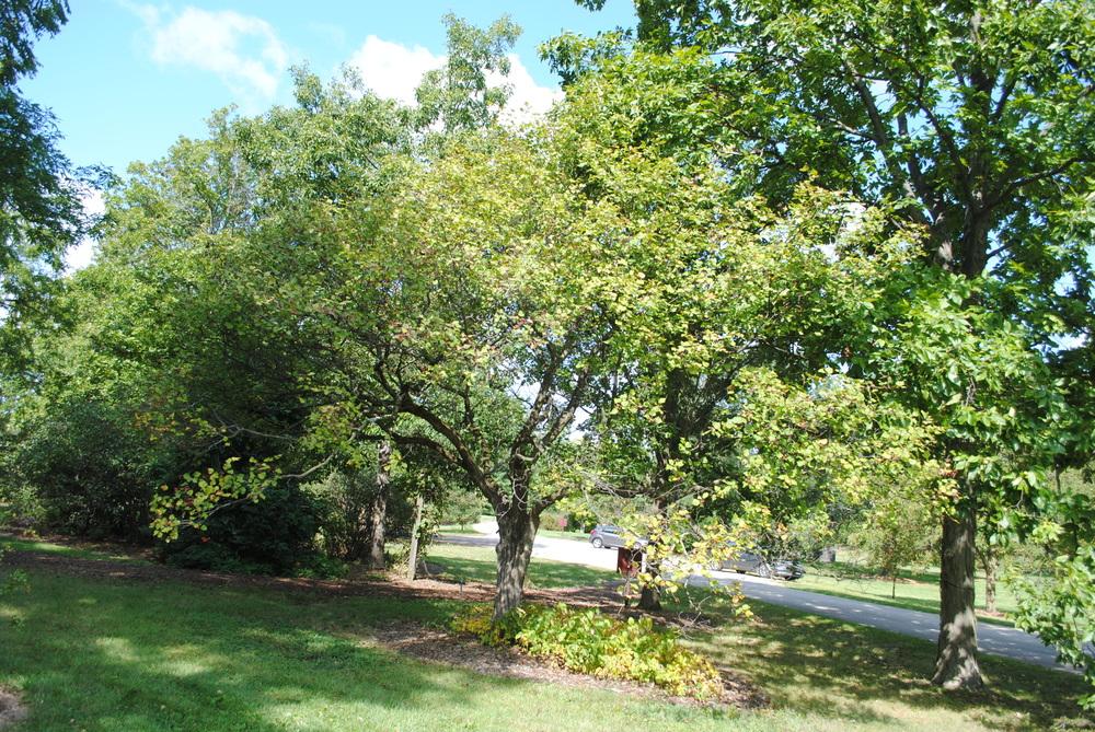 Kansas Hawthorn (Crataegus coccinioides) - Garden.org
