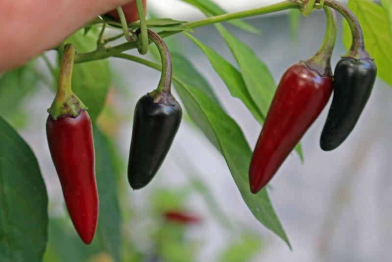 Hot Pepper (Capsicum annuum 'Purple Jalapeno') in the Peppers Database ...