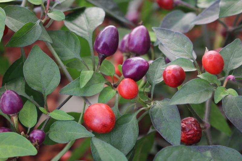 Ornamental Pepper (Capsicum annuum 'Pretty Purple') in the Peppers ...