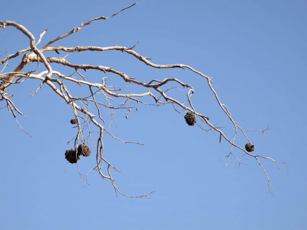 Photo of the stem, scape, stalk or bark of Desert Bloodwood Tree ...